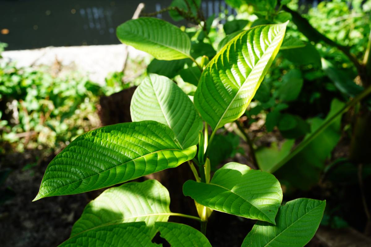 Dangers of Kratom for Pain - California Anesthesia Professionals